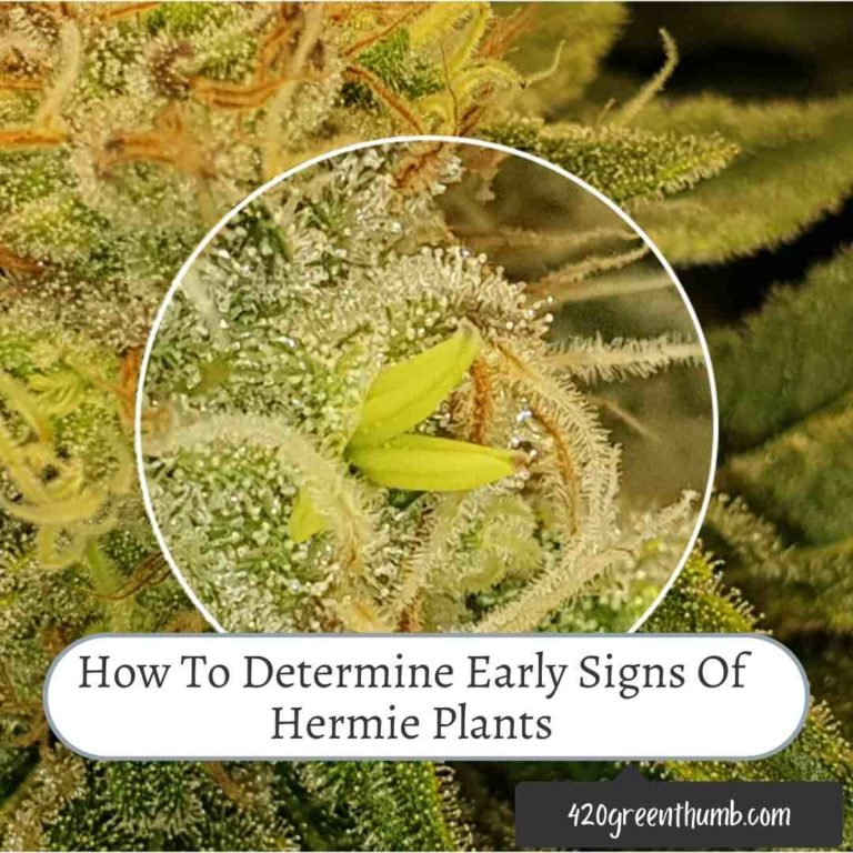 5 Tips In Early Signs Of Hermie Plant | 420GreenThumb.com