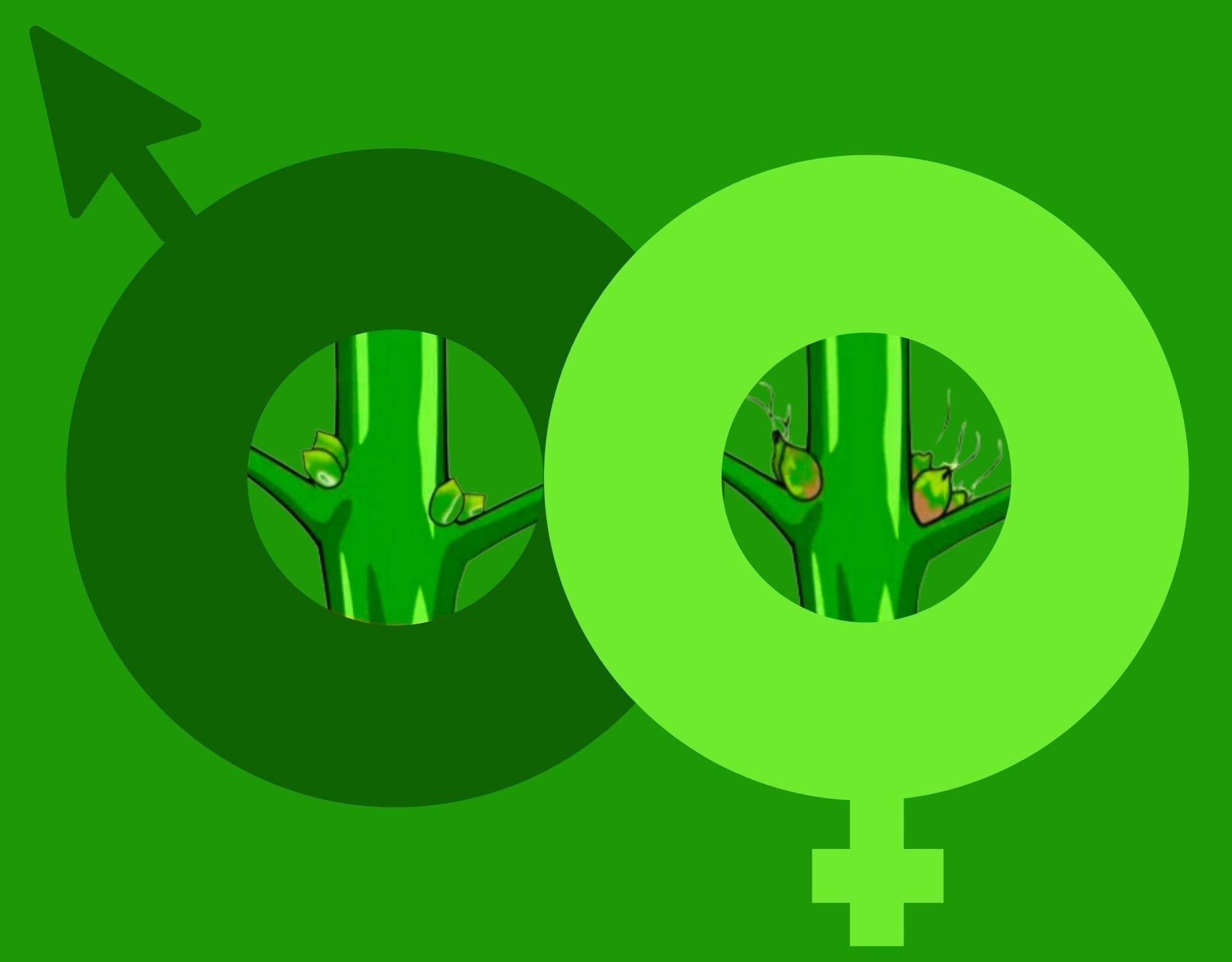 What Do Weed Seeds Look Like? | Our Detailed Guide With Tips