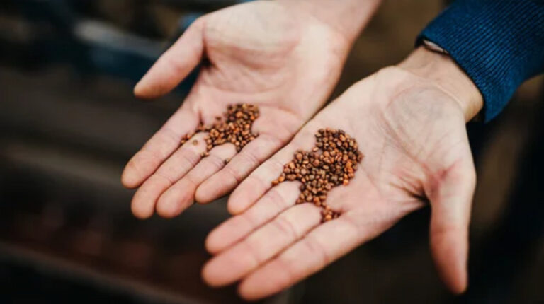 What Do Weed Seeds Look Like? | Our Detailed Guide With Tips