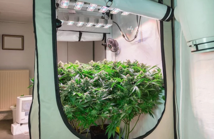 How Many Watts Per Square Foot For LED Grow Lights? | Tips!