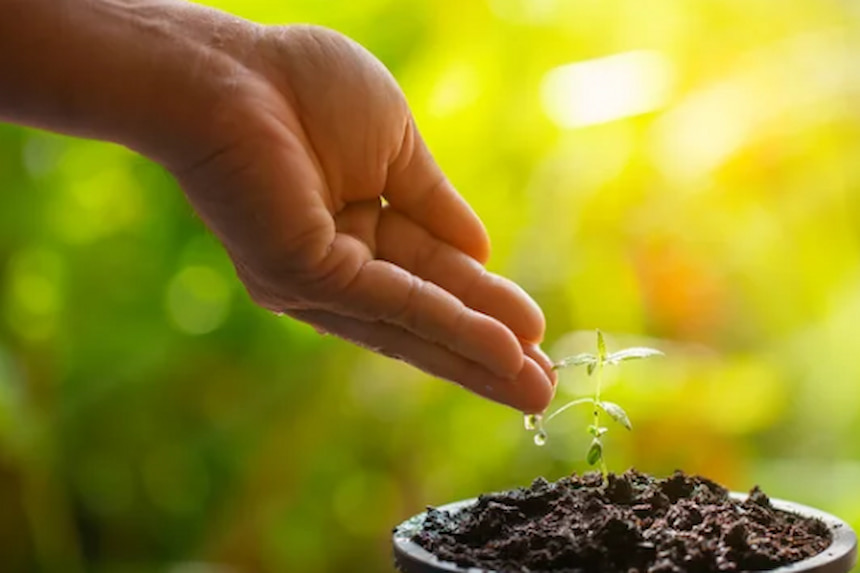 How Deep Do You Plant Marijuana Seeds? | Our Detailed Guide!