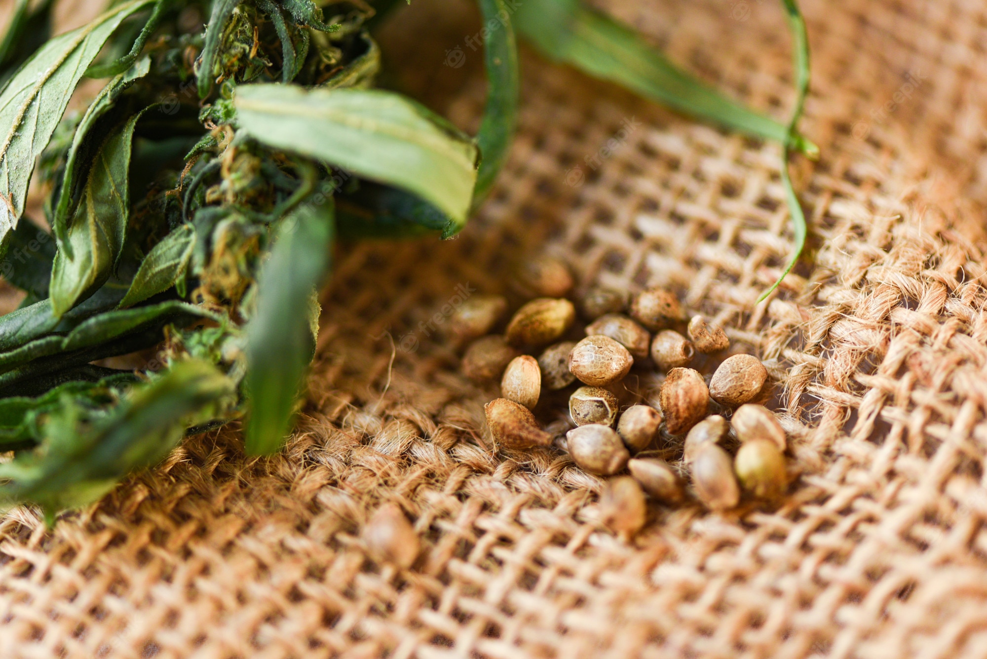 What To Do With Marijuana Seeds? | All Uses With Benefits!