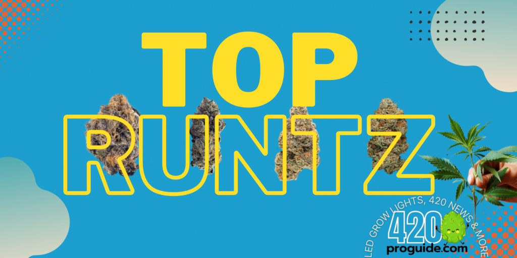 I Tried The Top Runtz Strains – Do They Live Up To The Hype?
